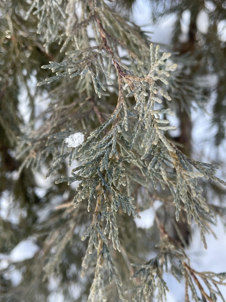 Rocky Mountain Juniper from Evergreen, CO, US on February 04, 2022 at ...
