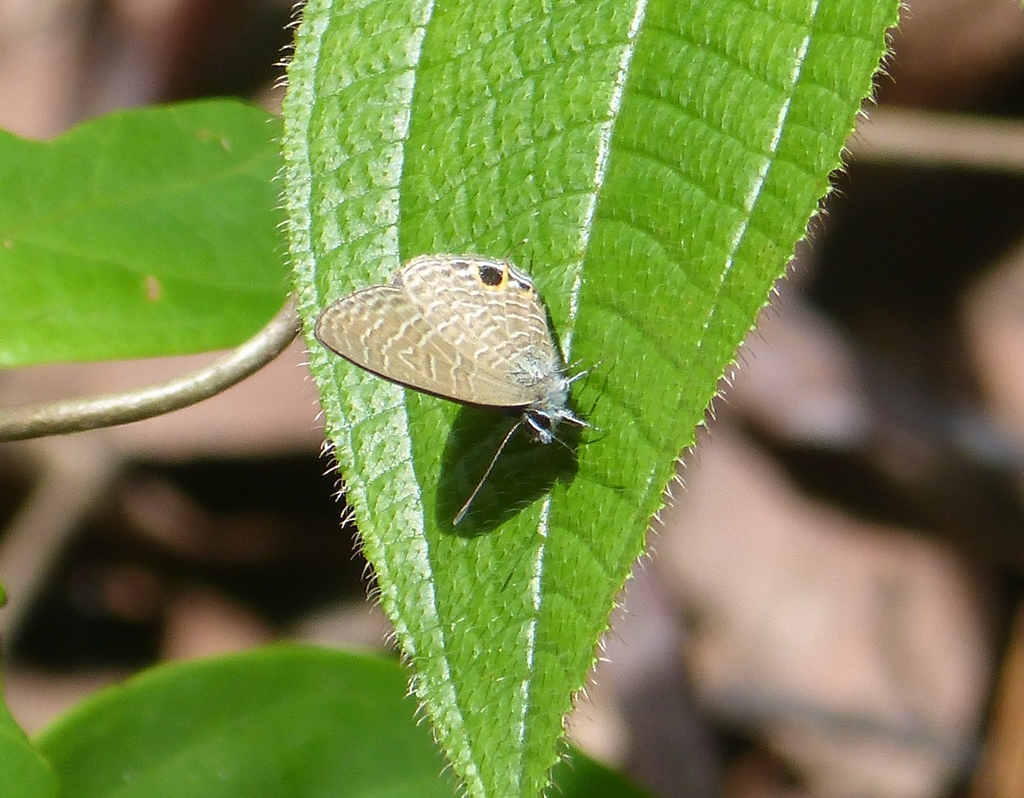 Transparent 6-line Blue from Upper Seletar on February 13, 2022 at 11: ...