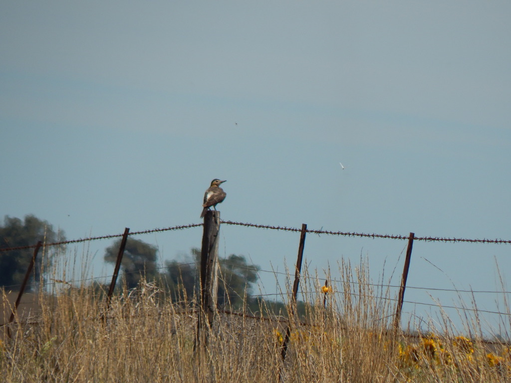 Field Flicker from Cnel Dorrego, Provincia de Buenos Aires, Argentina ...