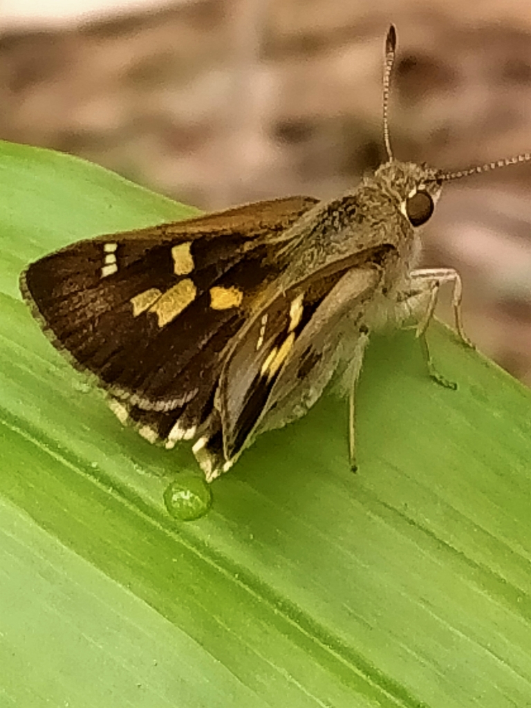 Northern Silver Ochre from Karawatha QLD 4117, Australia on February 13 ...