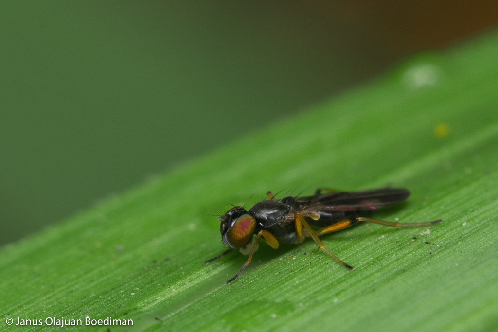 Periscelididae in August 2020 by Janus Olajuan Boediman · iNaturalist