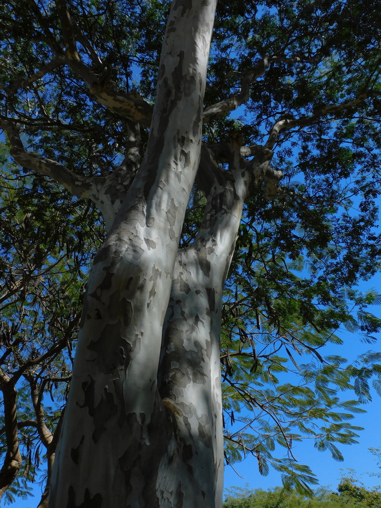 Libidibia sclerocarpa from Burócrata, Culiacán Rosales, Sin., México on ...