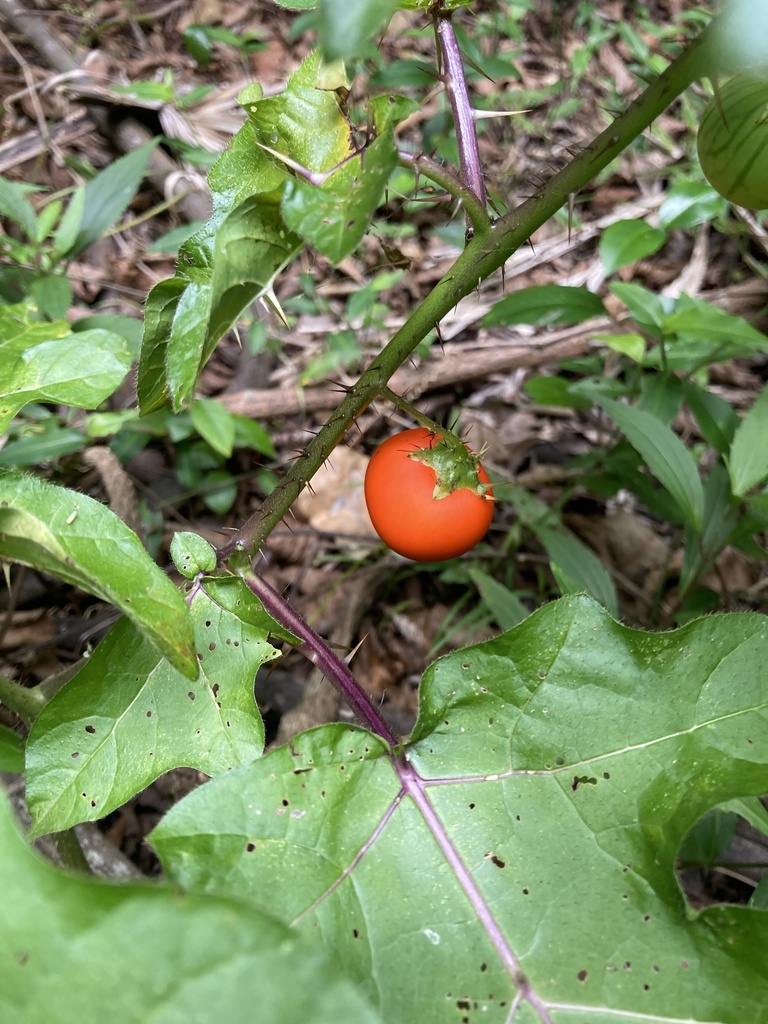 Leptostemonum from Myall Lakes National Park, Mungo Brush, NSW, AU on ...