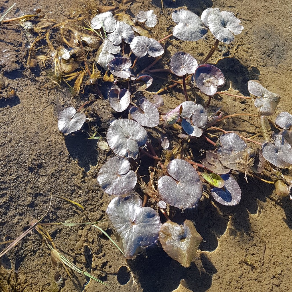 Floating Marsh-marigold from Kharkhorin, Mongolia on May 23, 2020 at 08 ...