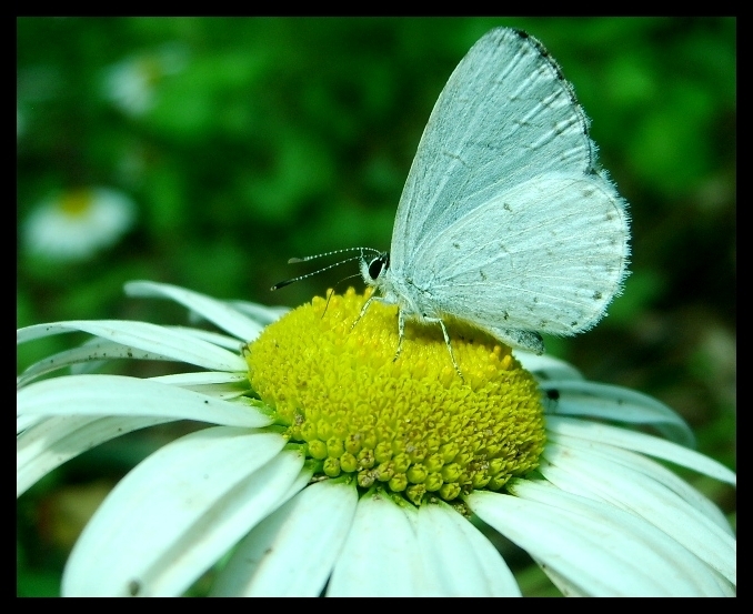 Summer Azure from Garrett County, MD, USA on August 24, 2008 at 08:30 ...