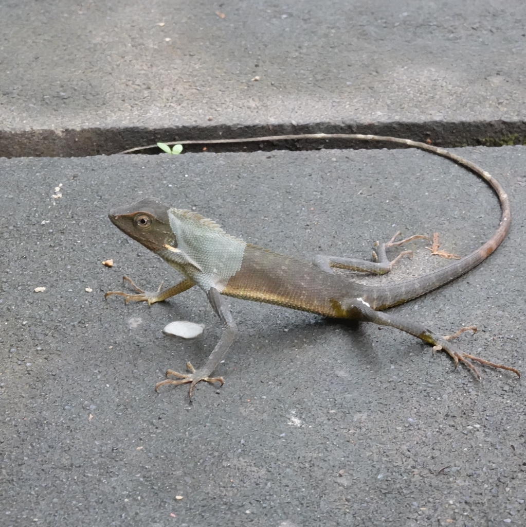 Great Crested Canopy Lizard from COMO Uma Ubud on February 13, 2022 at ...