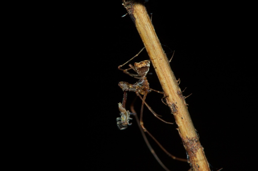 Eriauchenus workmani from Alaotra-Mangoro, Madagascar on December 30 ...