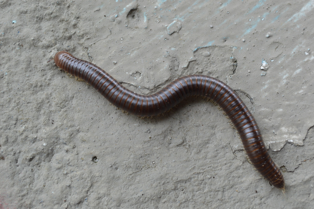 Pachyiulus from Thessaloniki, Greece on April 27, 2014 at 11:28 AM by ...