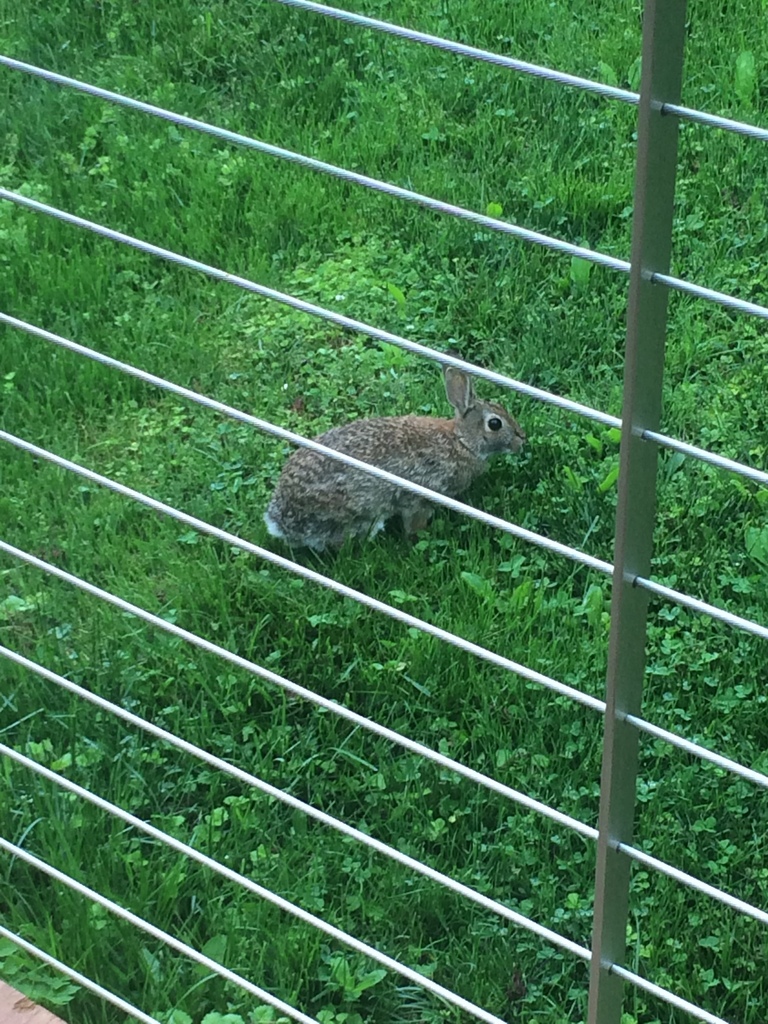 Eastern Cottontail from 5659 Vantage Point Rd, Columbia, MD, US on May ...