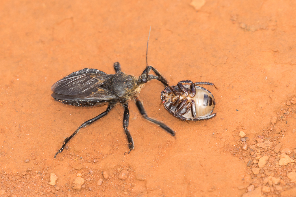 Bee Assassins from Brasília - DF, Brasil on February 12, 2022 at 09:22 ...