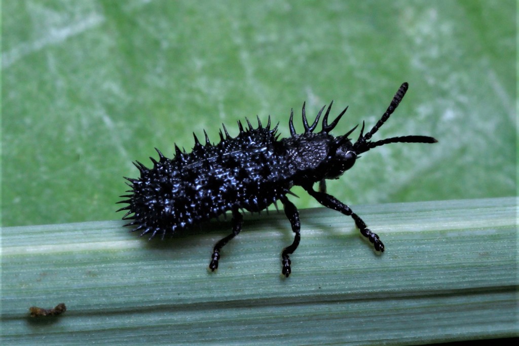 Hispellinus multispinosus from Mount Carbine QLD 4871, Australia on February 07, 2022 at 08:26 ...