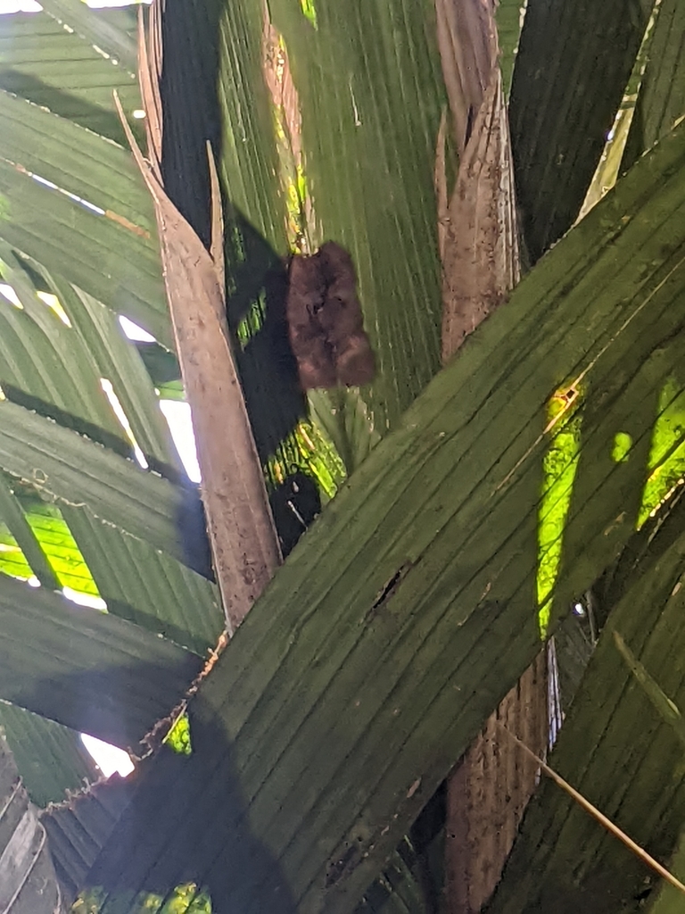 Peter's Disk-winged Bat from Colorado, Limón, Pococí, Costa Rica on ...
