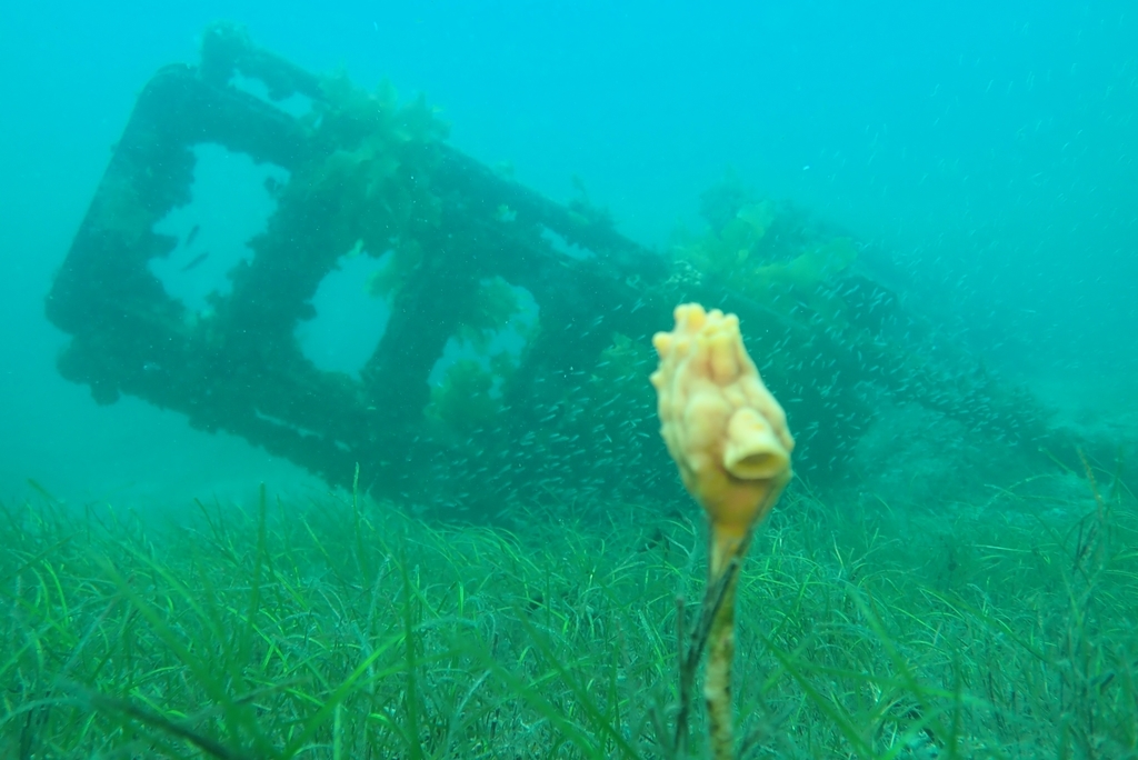 Lumpy sea tulip from Port Noarlunga SA 5167, Australia on January 25 ...