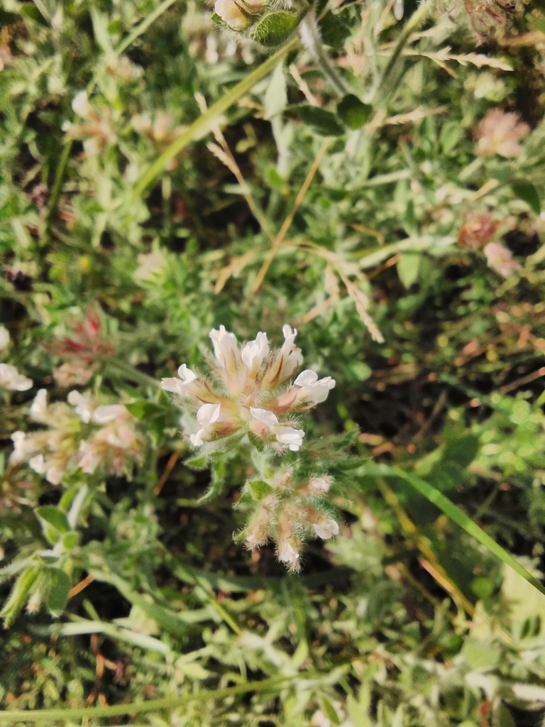 Hairy Canary-clover from Les Îles, Lyon, France on June 25, 2021 at 05:28 PM by ferlay myriam ...