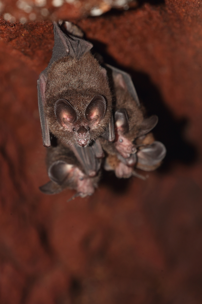 little big-eared bat from Vda. El Libano, Orito, Putumayo, Colombia on ...