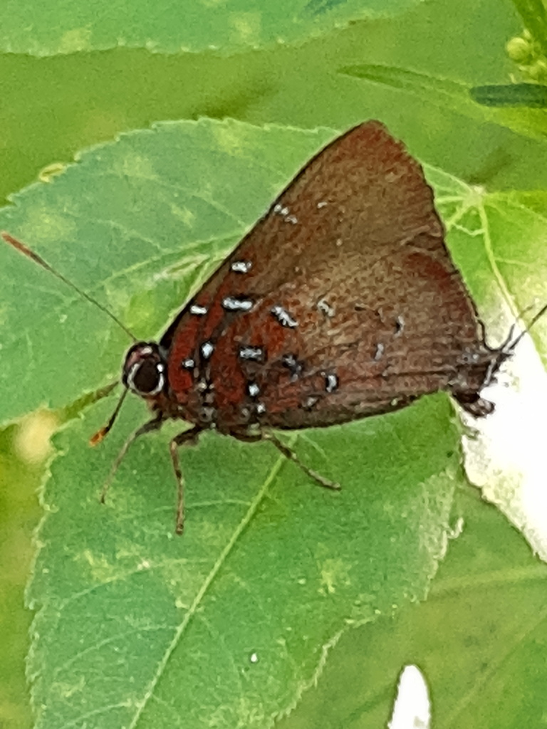 Brangas silumena from Pato Branco, Paraná, Brazil on February 10, 2022 ...