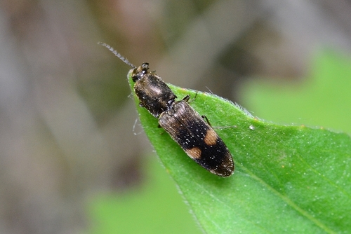 Subspecies Limoniscus kraatzi kraatzi · iNaturalist