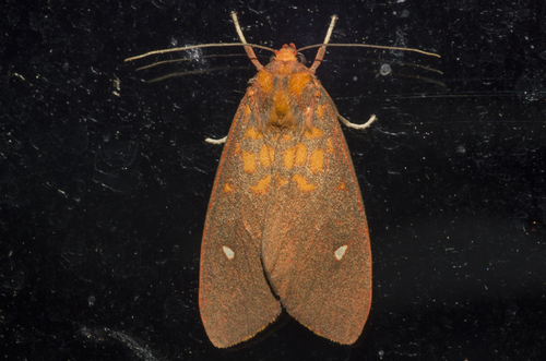 Melese levequei · iNaturalist