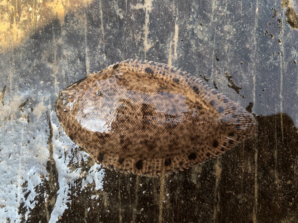 Harmand's Sole from Songkhram, Si Songkhram, Nakhon Phanom, TH on ...