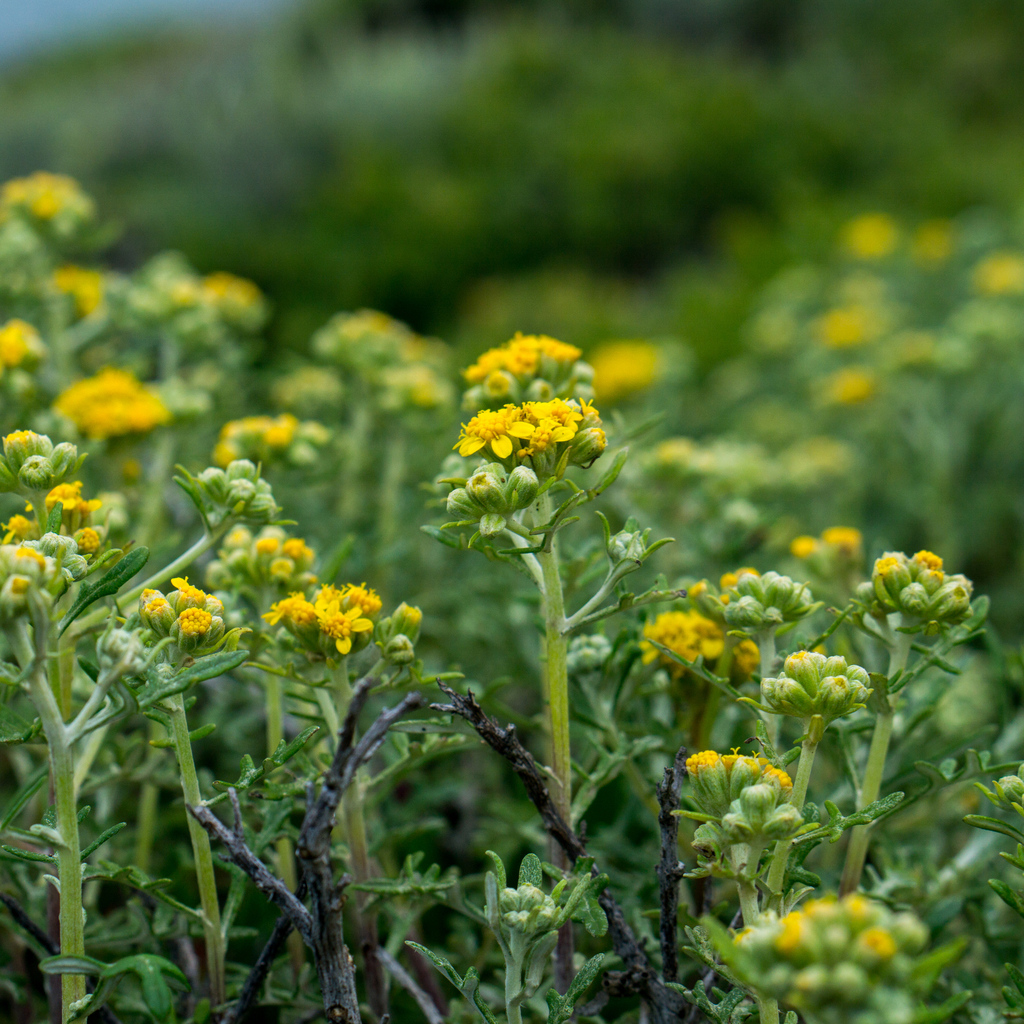 seaside woolly sunflower from Marin County, CA, USA on May 13, 2018 at ...