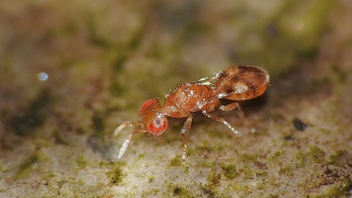 Genus Trichospilus · iNaturalist