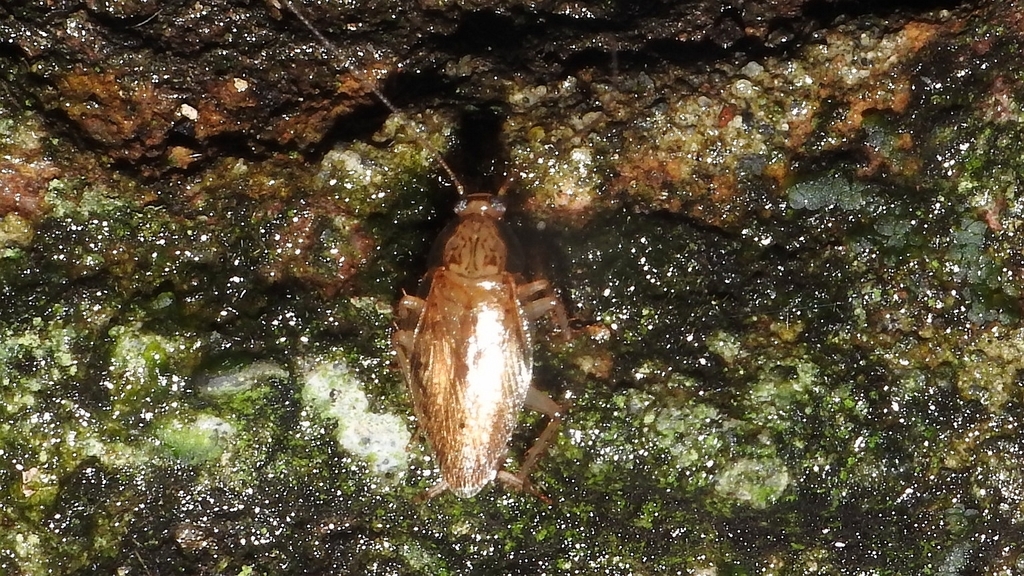 Margattea from 碧湖步道 on February 15, 2022 at 01:23 PM by 熊盛志. 素木土蠊 ...