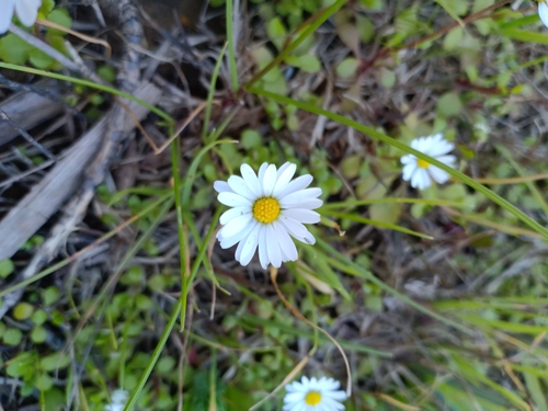 Bellis prostrata · iNaturalist United Kingdom
