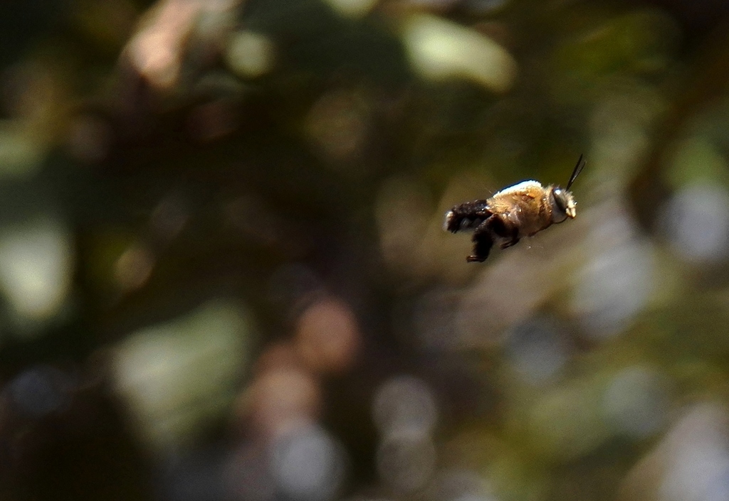 Shining Oil-digger Bee from Tixtla de Guerrero, Gro., México on March 6 ...