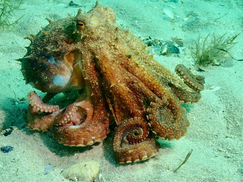 Typical Octopuses from Port Phillip Bay, , VIC, AU on August 9, 2017 at ...