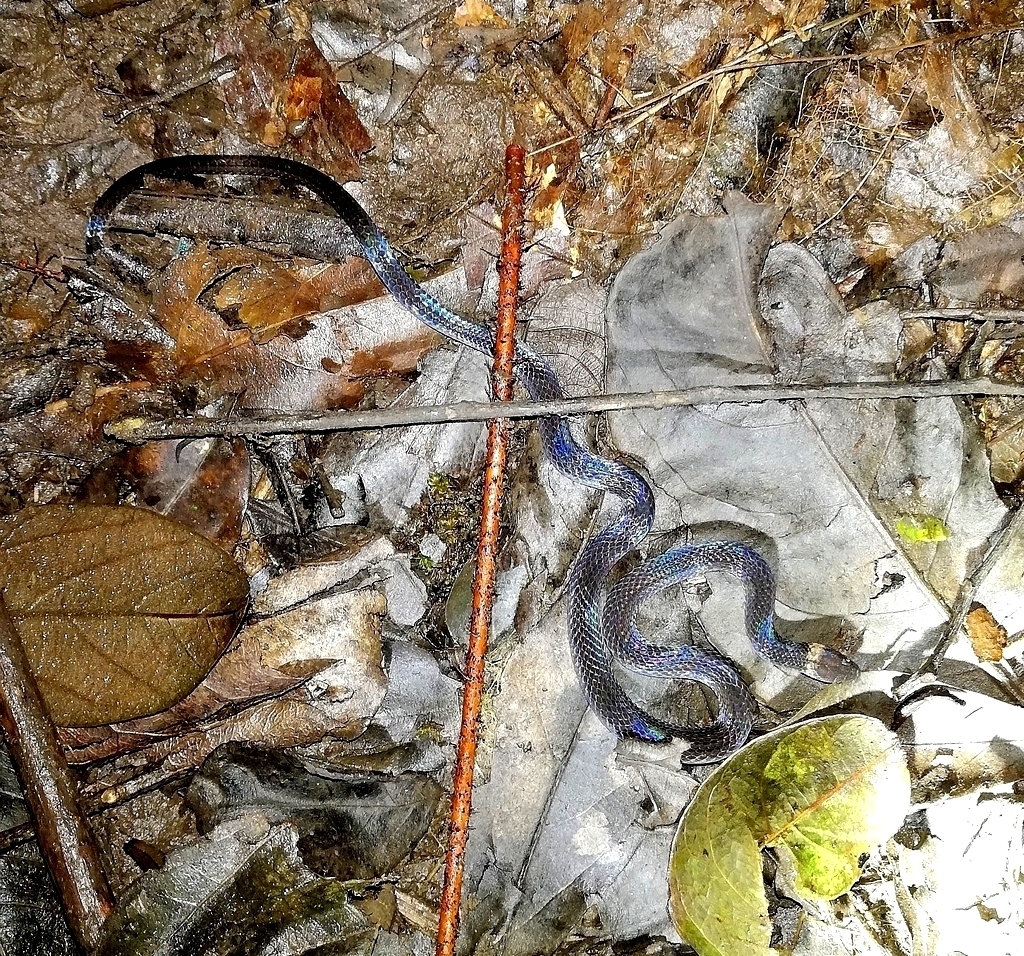 Centipede Snakes from Santa Fé, Panamá on February 17, 2020 at 09:07 PM ...