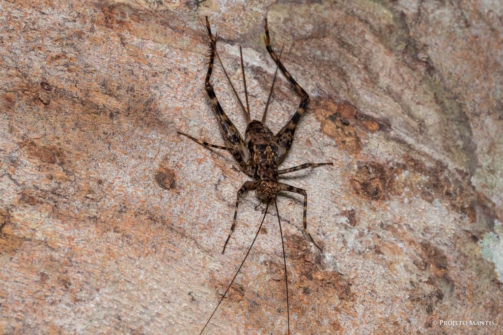 Spider Crickets and Allies from Melgaço - PA, 68490-000, Brasil on ...