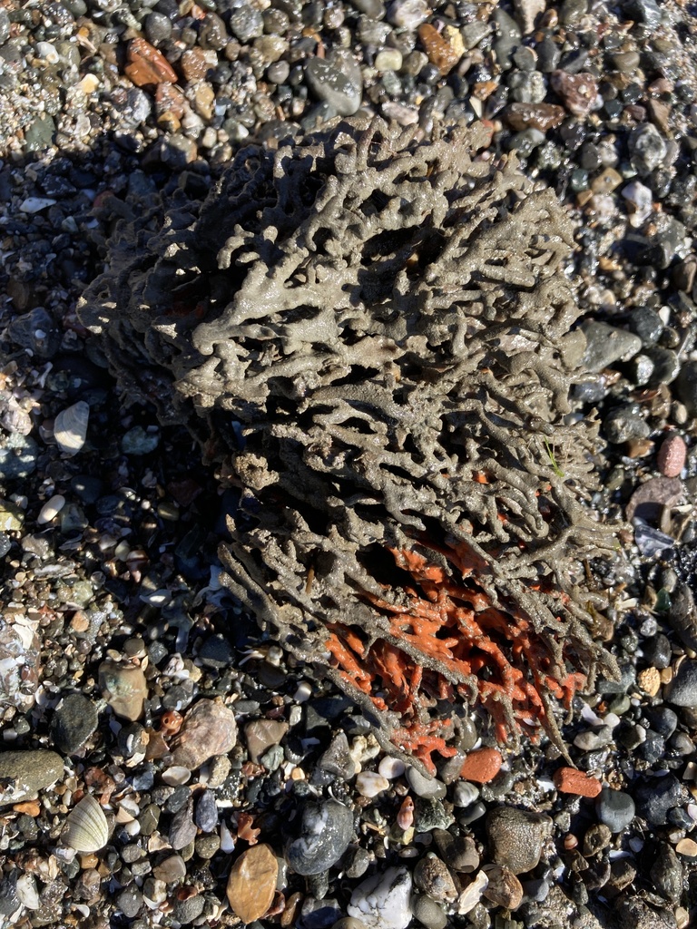 Red Beard Sponge from San Francisco Bay, Hayward, CA, US on February 15 ...