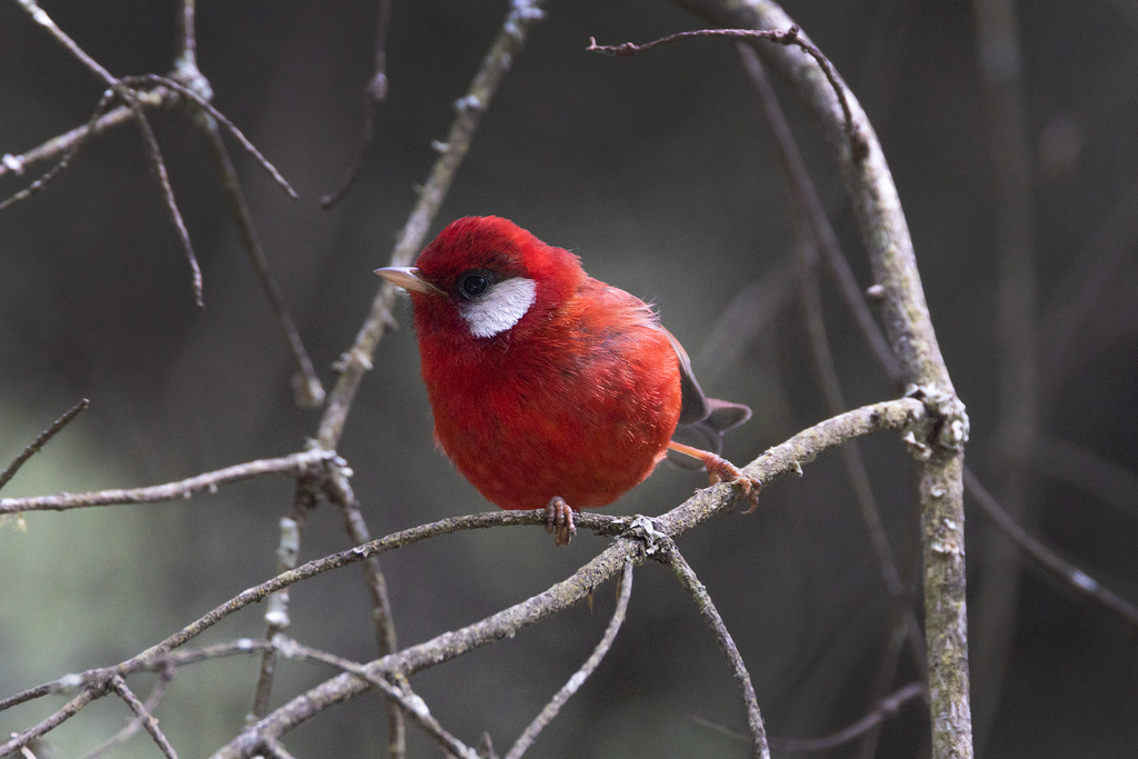 Red Warbler from Ocampo Municipality, Michoacán, Michoacán, Mexico on ...