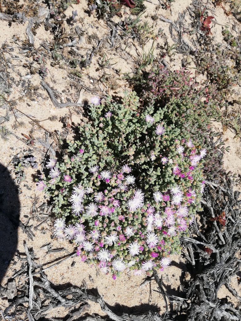 Beach Dewfig from Namakwa, South Africa on November 10, 2021 at 02:04 ...