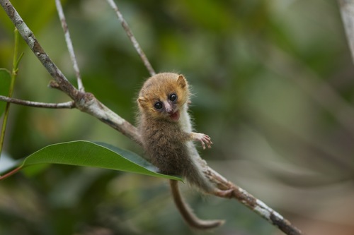 Bongolava Mouse Lemur