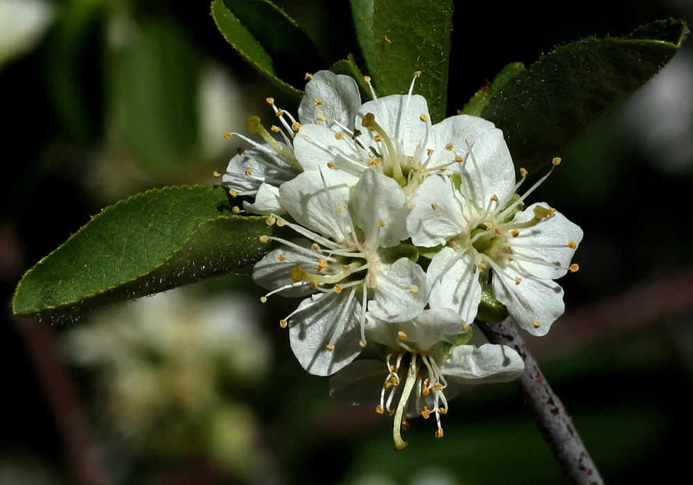 Bitter cherry from Figueroa Mountain, Santa Barbara County, CA on April ...