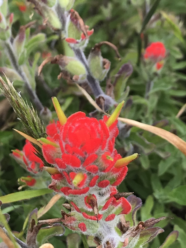 Mendocino Coast paintbrush in May 2018 by Tarangini Saxena · iNaturalist