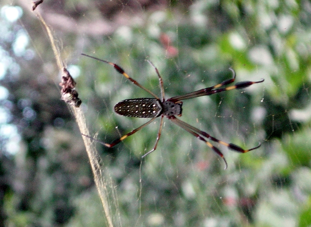 Golden Silk Spider from Guatemala on October 19, 2002 at 03:17 PM by ...