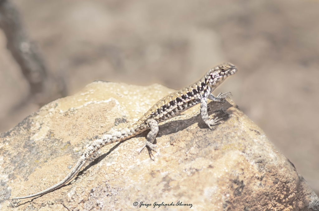 Liolaemus confusus in February 2022 by Jorge · iNaturalist