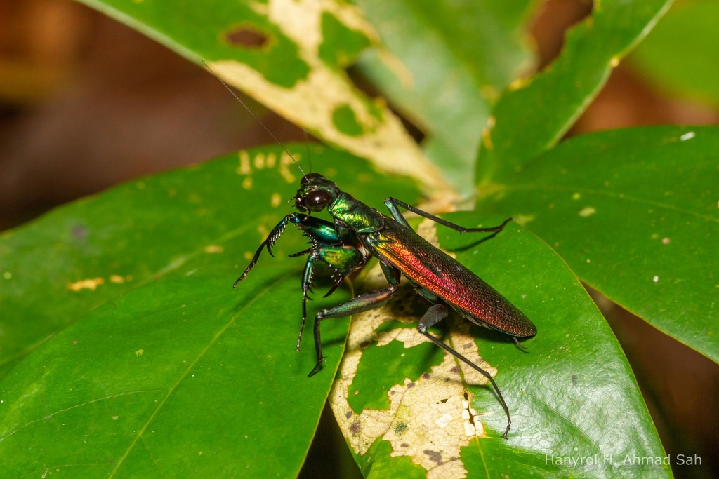 Iridescent Bark Mantis from Brunei on April 12, 2015 at 12:07 AM by ...