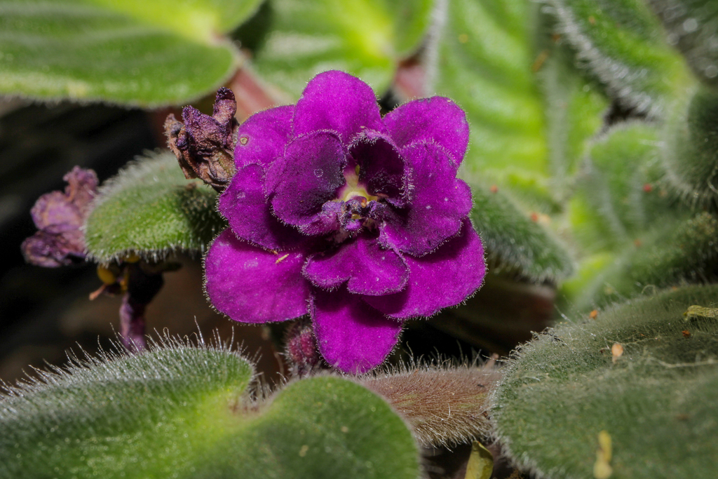 African Primrose from León, Gto., México on February 16, 2022 at 10:51 ...