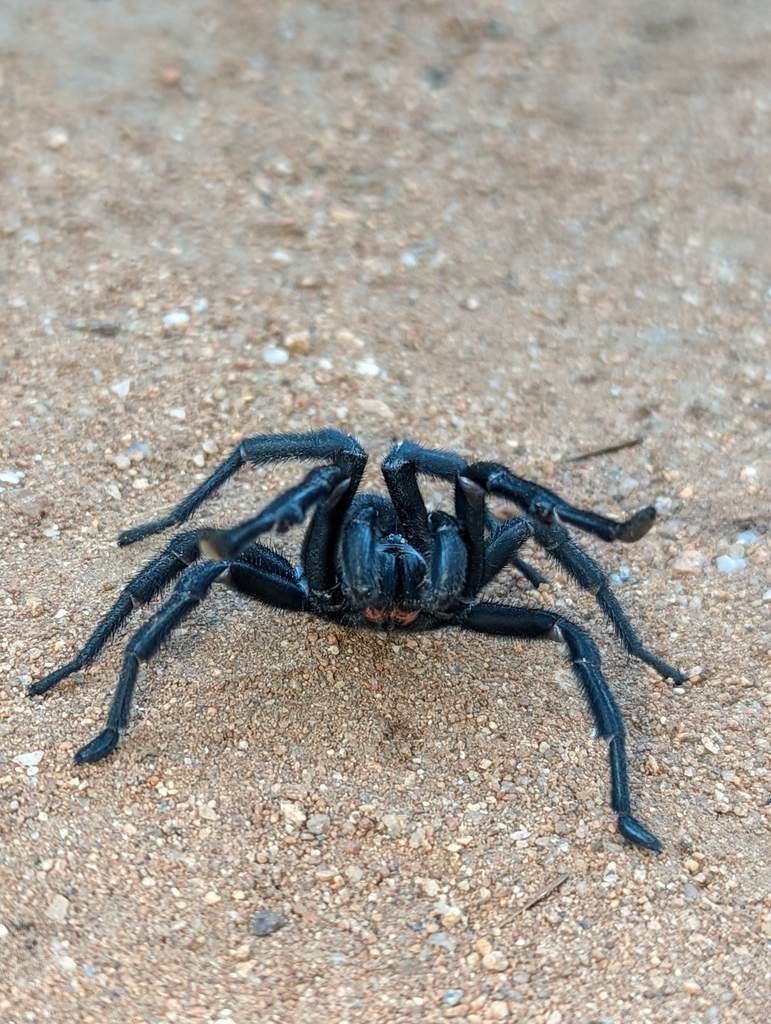 Spiny Trapdoor Spiders from North Cascade WA 6445, Australia on ...