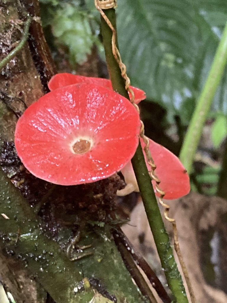Heisteria from Pedro Vicente Maldonado, Pichincha, Ecuador on February ...