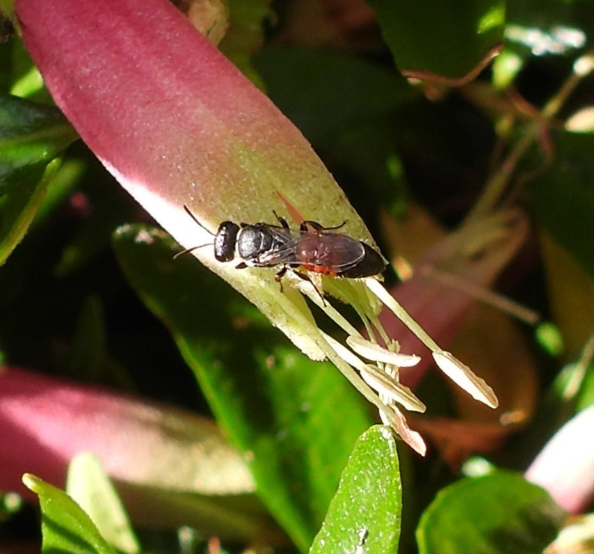 Littler's Masked Bee in February 2022 by camidge · iNaturalist