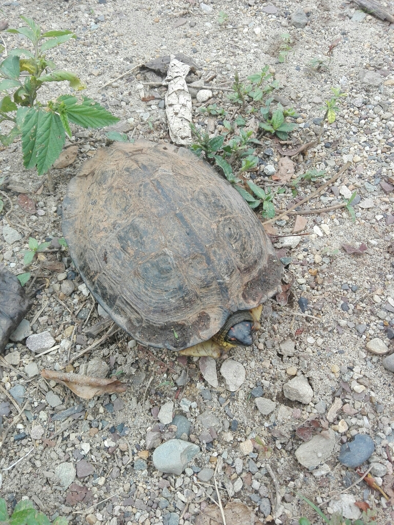 Colombian Wood Turtle from Cl. 7 #3-68, El Carmen de Chucurí, Santander ...