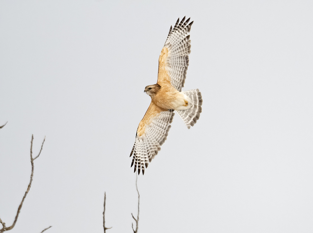 Red-shouldered Hawk from Norwich, VT, USA on February 16, 2022 at 02:49 ...