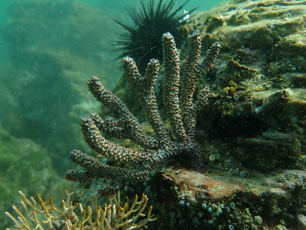 Muricea from Bahía de Banderas, Nay., México on October 18, 2021 at 10: ...