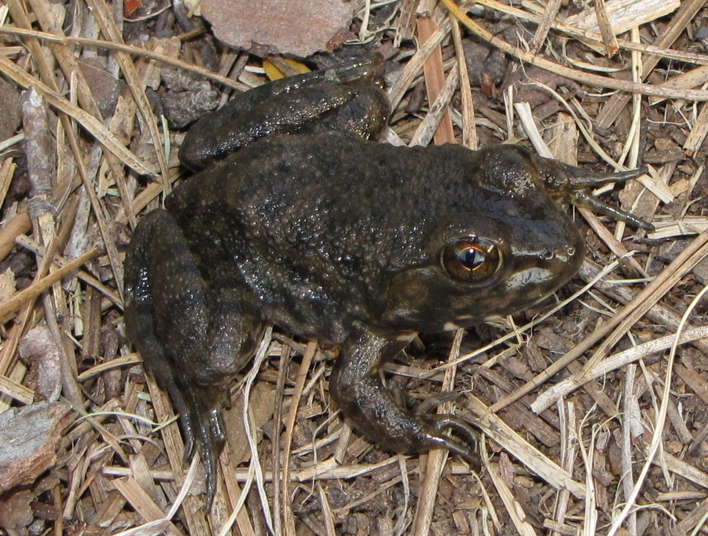 River Frog in September 2011 by Brian Folt · iNaturalist