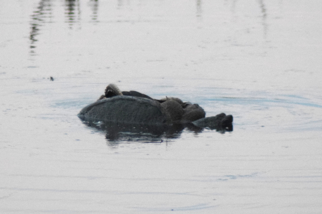 Common Snapping Turtle from 2591 Whitehall Neck Rd, Smyrna, DE 19977 ...