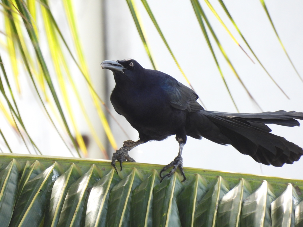 Great-tailed Grackle from La Puntilla, Catano, Cataño 00962, Puerto ...